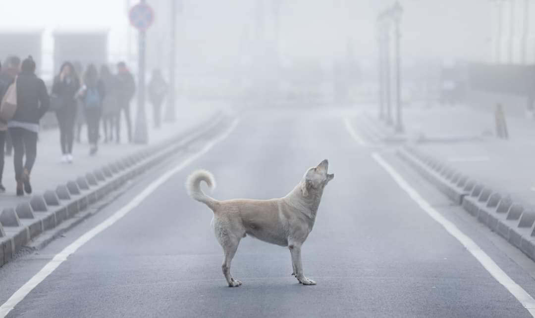 Stray Dog Population Control | English Content | KÜTÜPHANE | HAYTAP ...